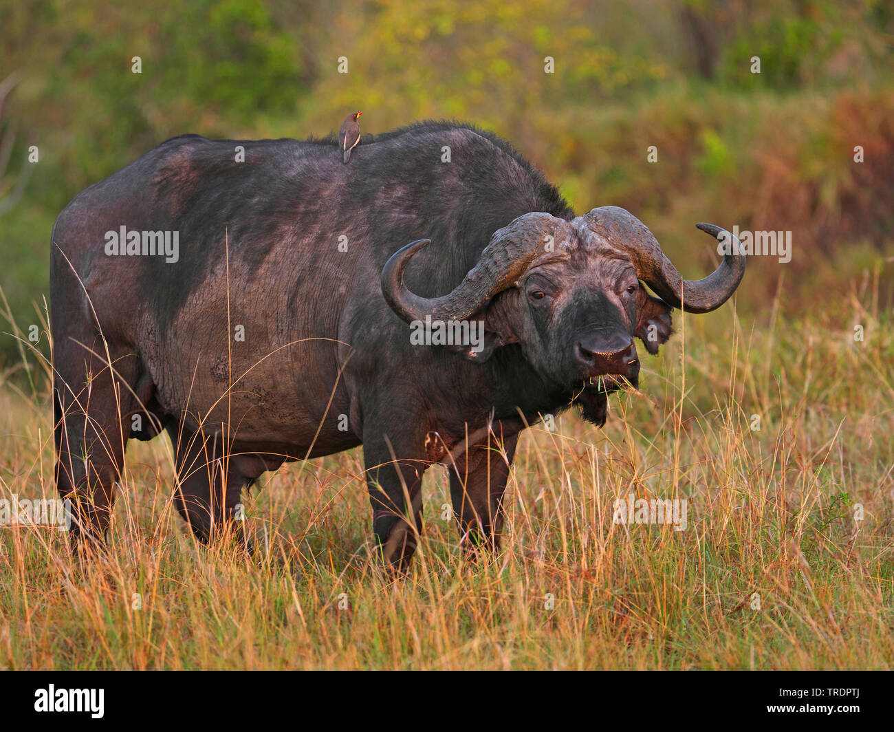 African savanna buffalo hi-res stock photography and images - Alamy