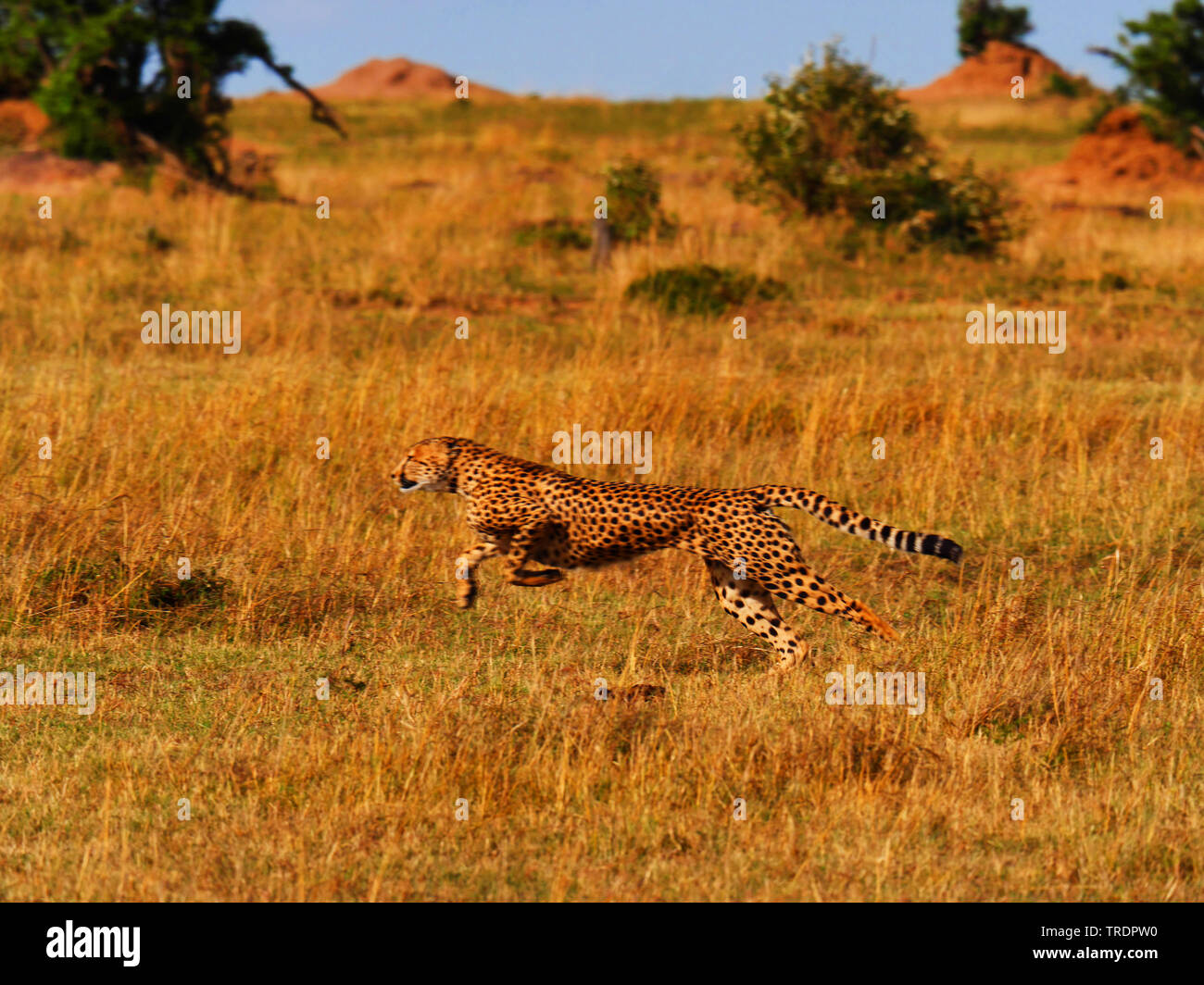 Hunting cheetah hi-res stock photography and images - Alamy