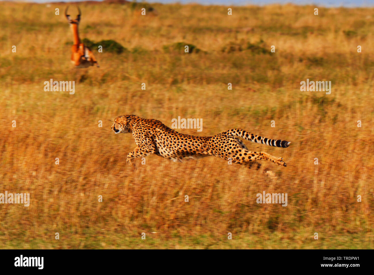 Running cheetah blur hi-res stock photography and images - Alamy