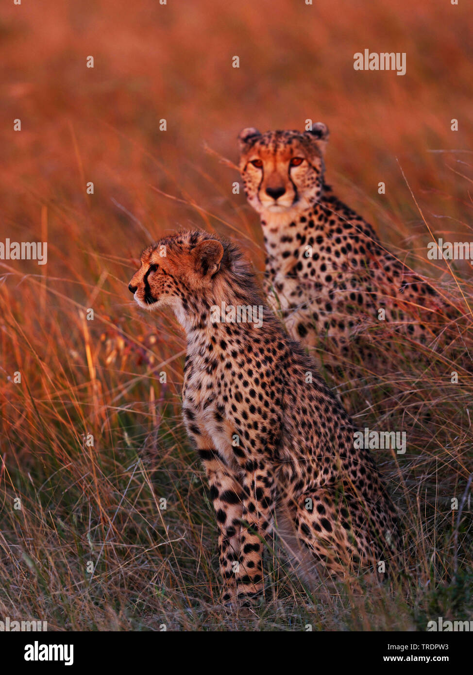Cheetah together vertical hi-res stock photography and images - Alamy