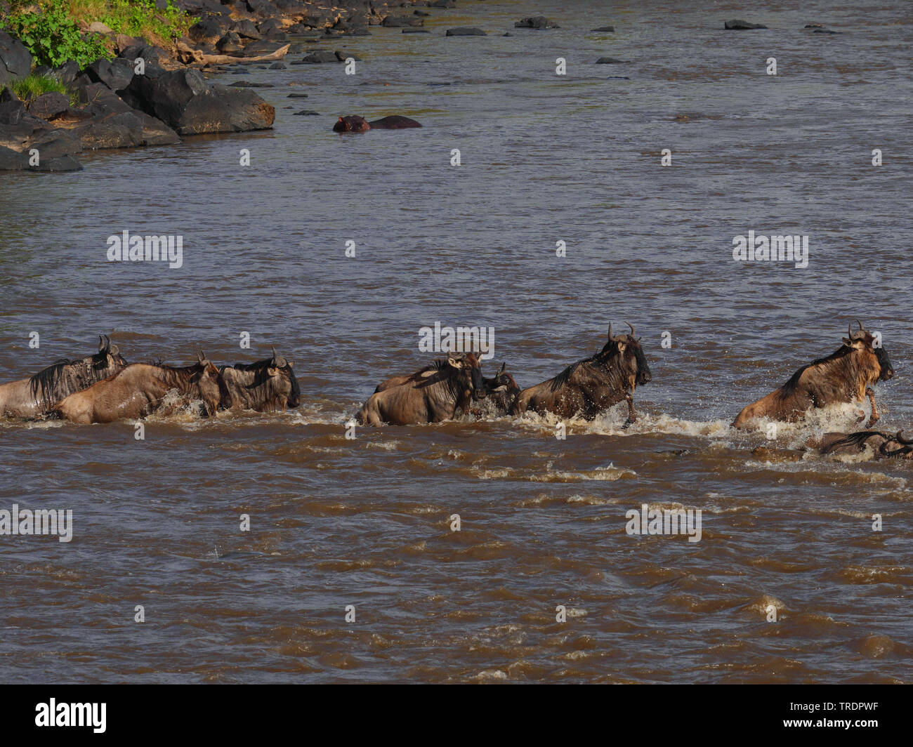 Deer crossing a river hi-res stock photography and images - Alamy