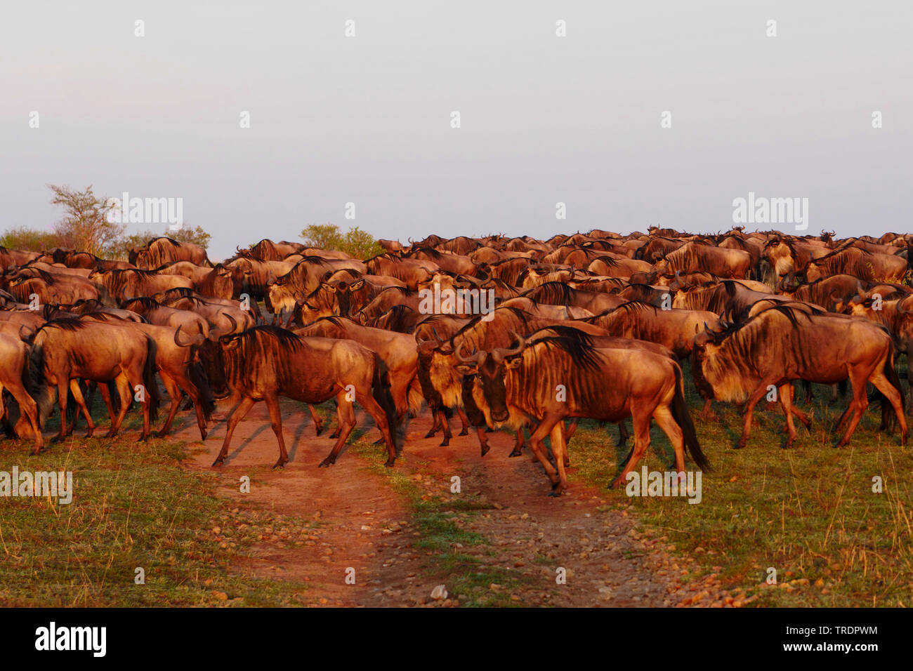 African animal migration hi-res stock photography and images - Alamy