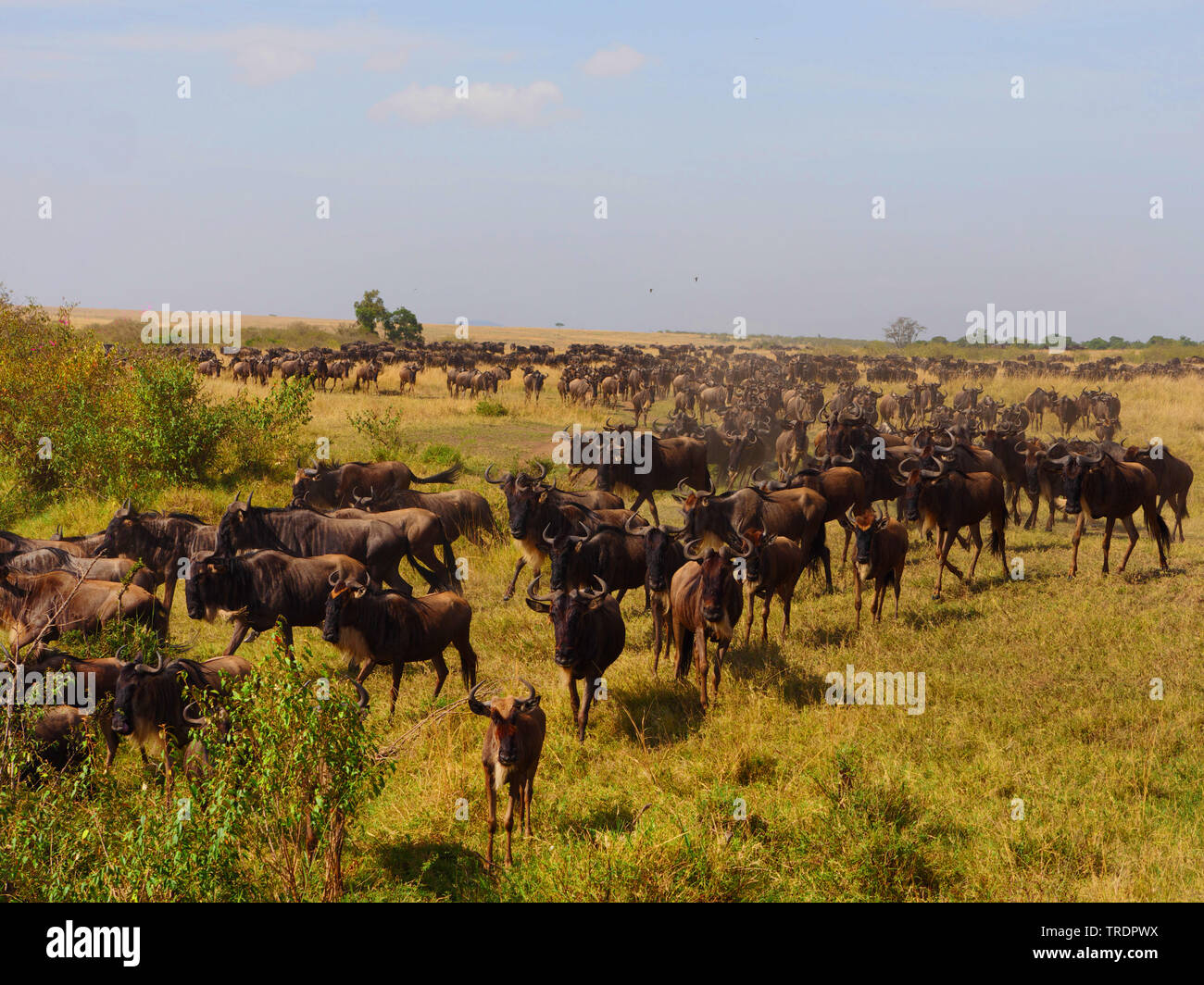 Eastern white bearded wildebeest hi-res stock photography and images ...