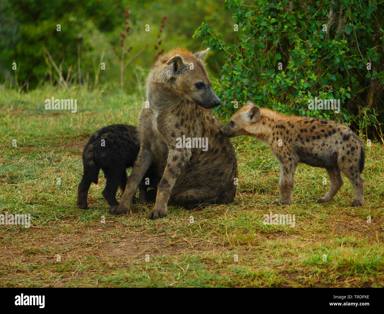 spotted hyena (Crocuta crocuta), with two cubs, Kenya, Masai Mara ...