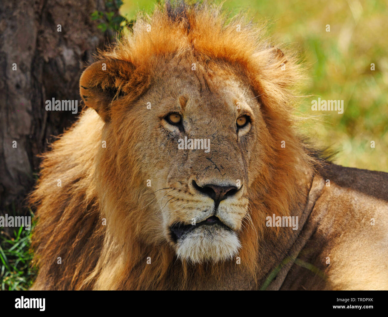 Shot from lions head hi-res stock photography and images - Alamy