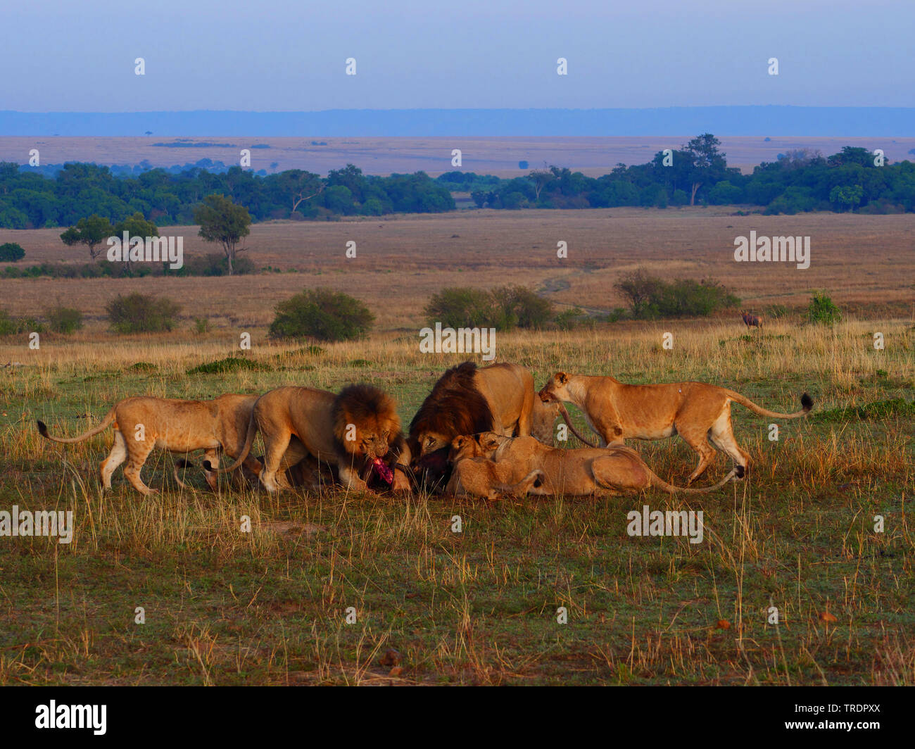 Group of lions hi-res stock photography and images - Alamy