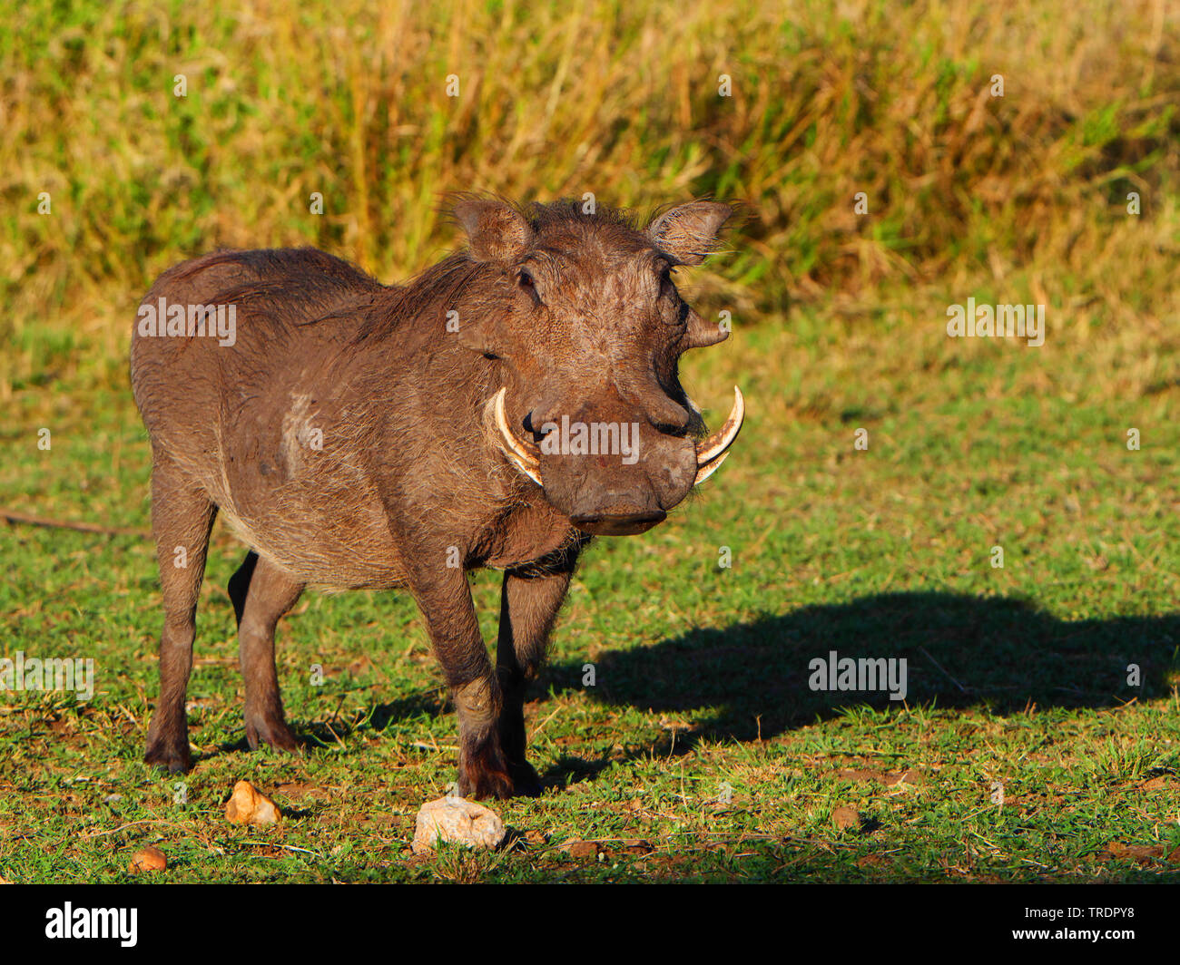 Cape warthog, Somali warthog, desert warthog (Phacochoerus aethiopicus ...