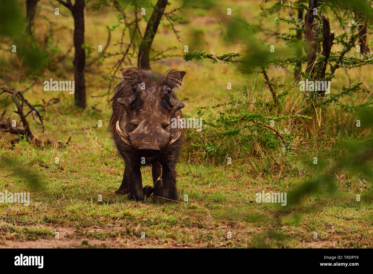 Cape warthog, Somali warthog, desert warthog (Phacochoerus aethiopicus ...