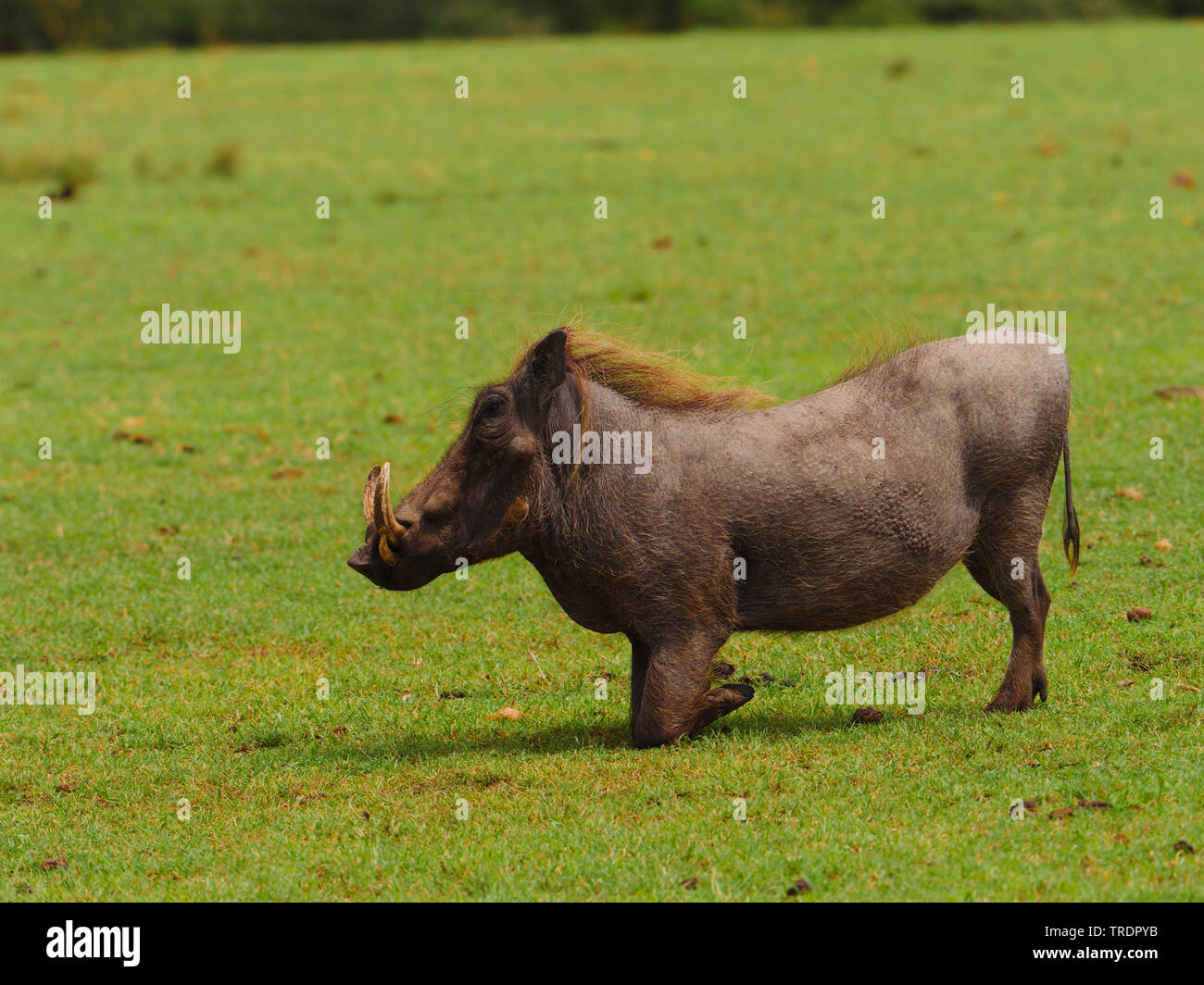 Cape warthog, Somali warthog, desert warthog (Phacochoerus aethiopicus ...