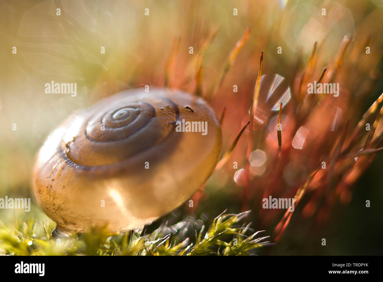 Snail at moss, Hungary Stock Photo - Alamy
