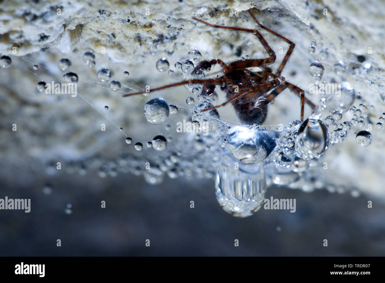 Spider web rain drops in hi-res stock photography and images - Alamy