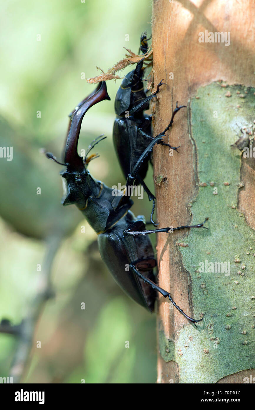 Stag beetles male female hi-res stock photography and images - Alamy