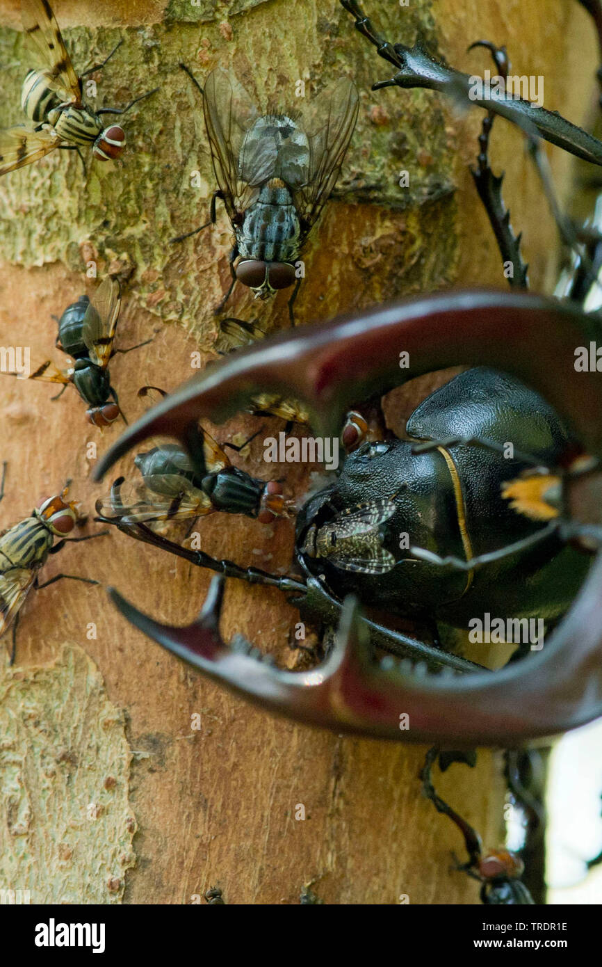 stag beetle, European stag beetle (Lucanus cervus), male with flies ...