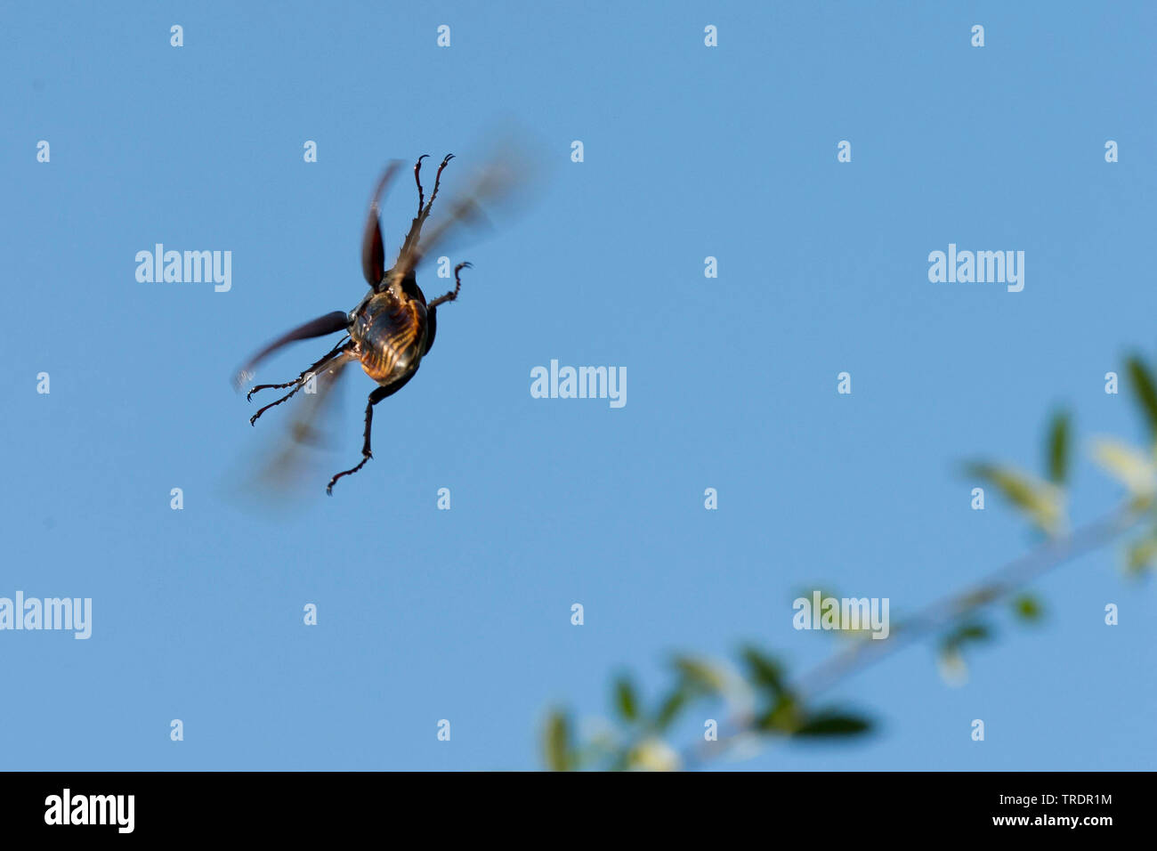 stag beetle, European stag beetle (Lucanus cervus), flying male ...