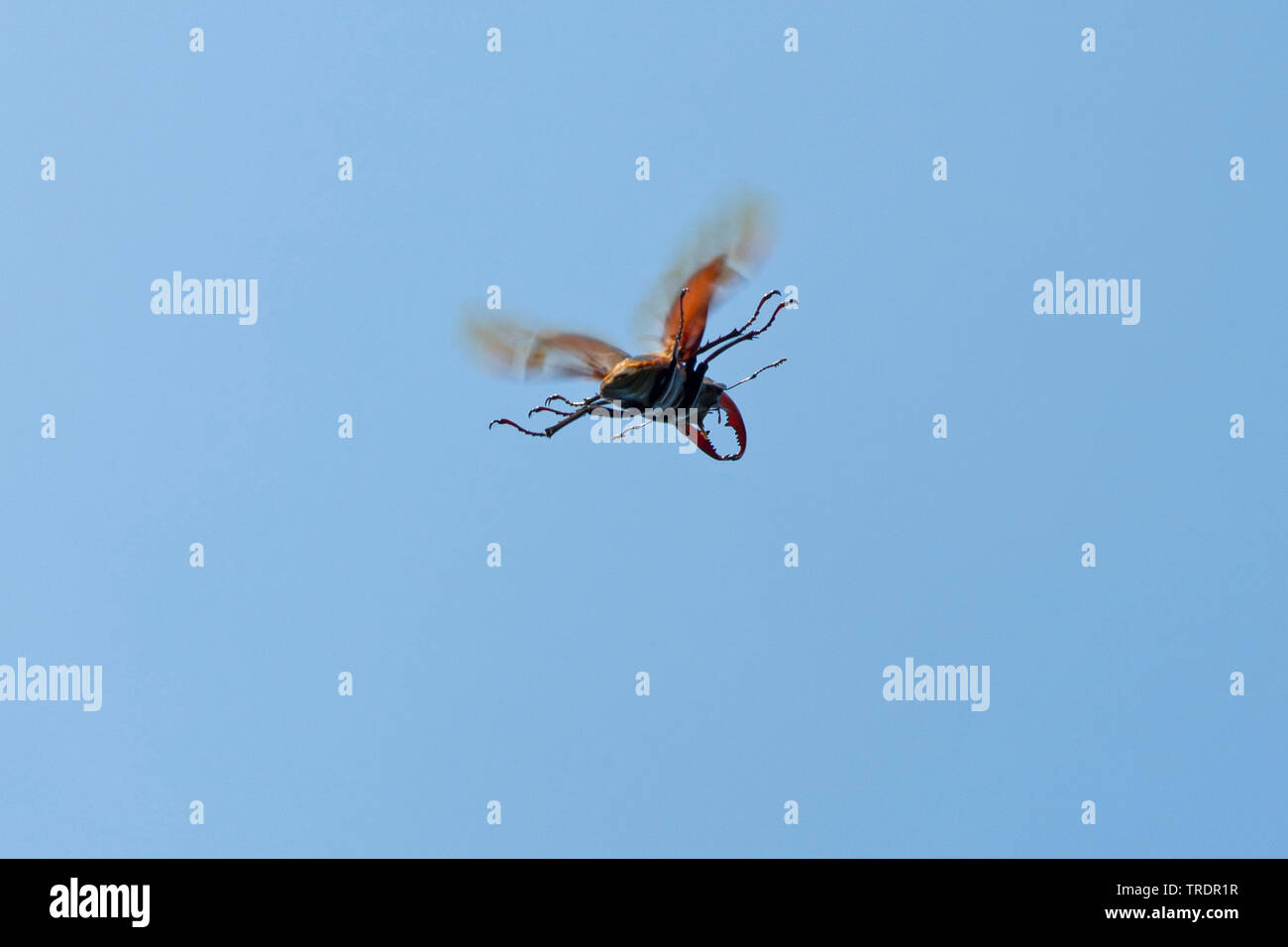 stag beetle, European stag beetle (Lucanus cervus), flying male ...