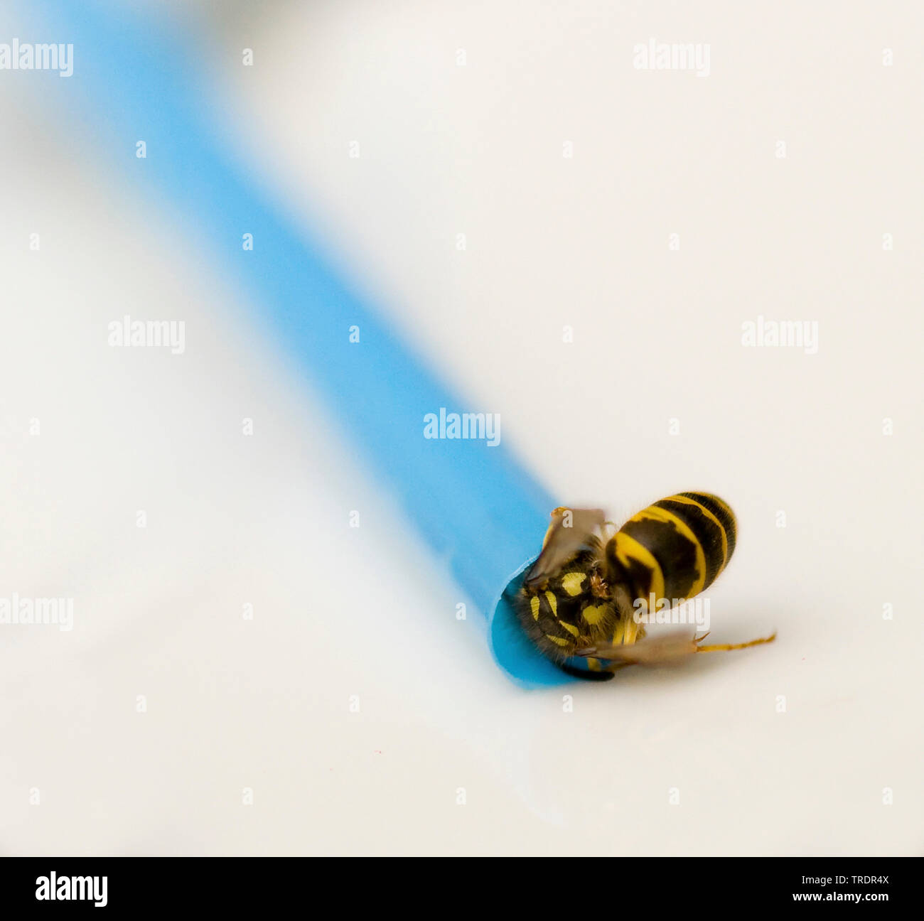 common wasp (Vespula vulgaris, Paravespula vulgaris), Wasp drinking ...