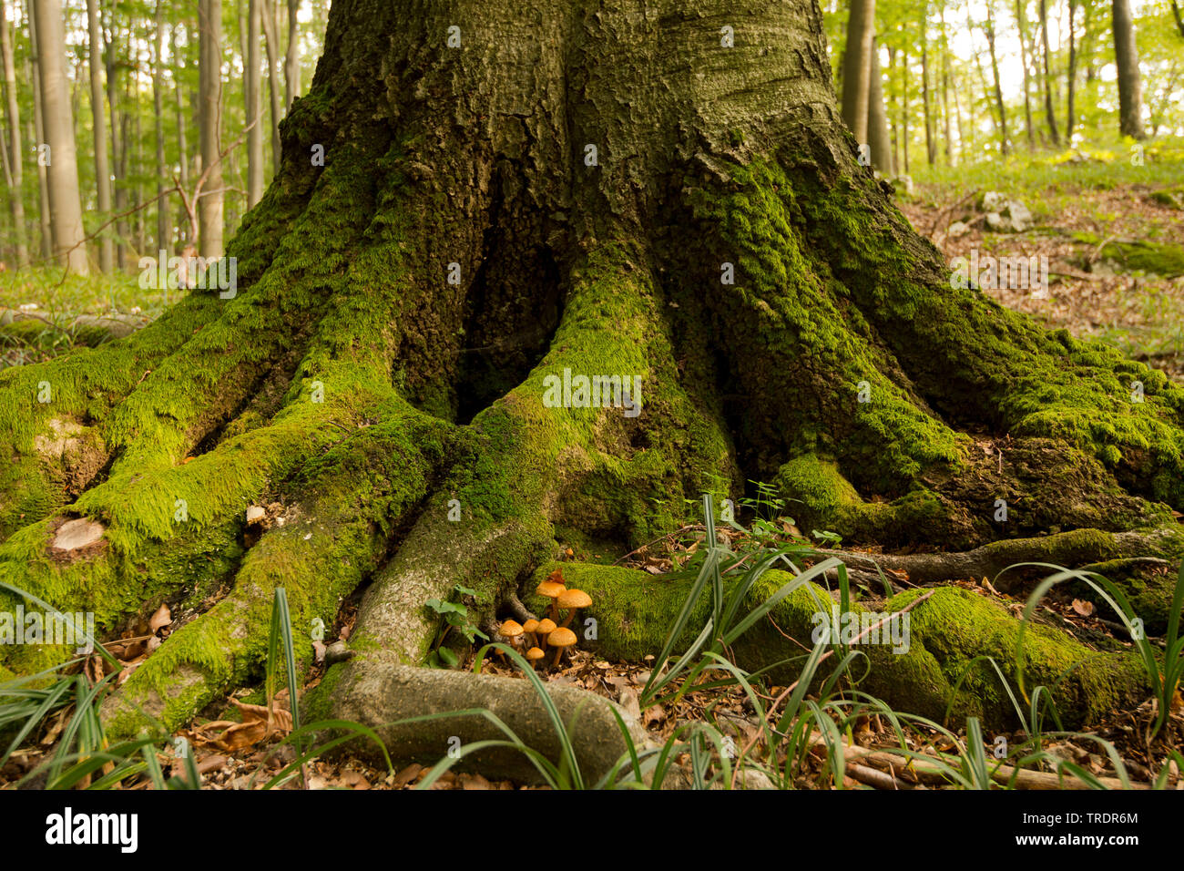 tree roots, Hungary Stock Photo - Alamy