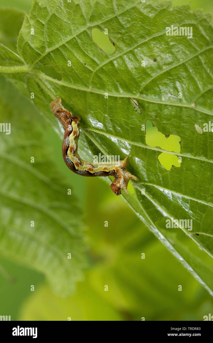 Mottled umber (Erannis defoliaria, Phalaena defoliaria, Hybernia ...