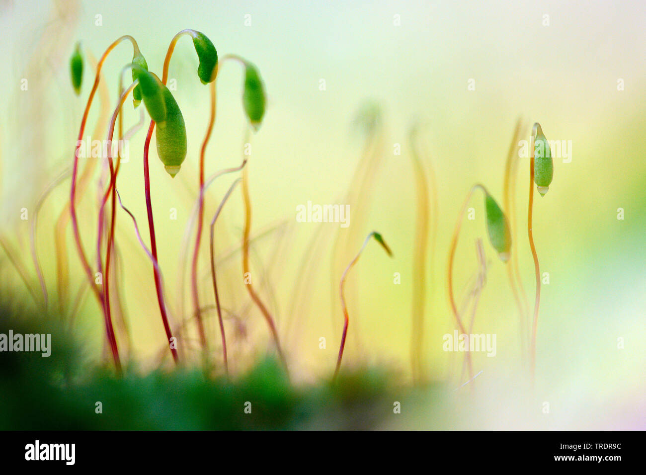 Moss with sporophytes, Hungary Stock Photo - Alamy