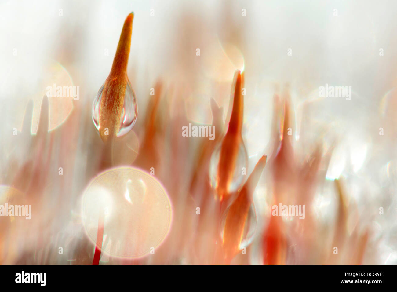 Moss with waterdrops, Hungary Stock Photo - Alamy