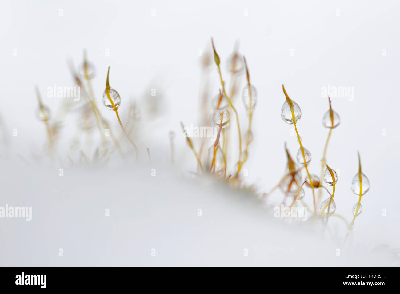 Moss in snow with frozen waterdrops, Hungary Stock Photo - Alamy
