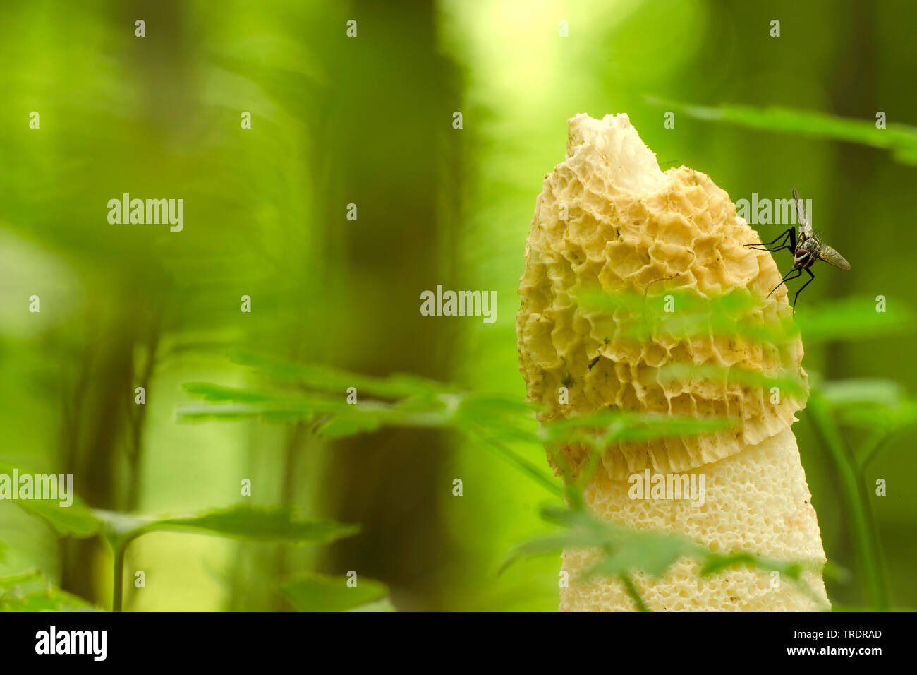 Common stinking horn hi-res stock photography and images - Alamy