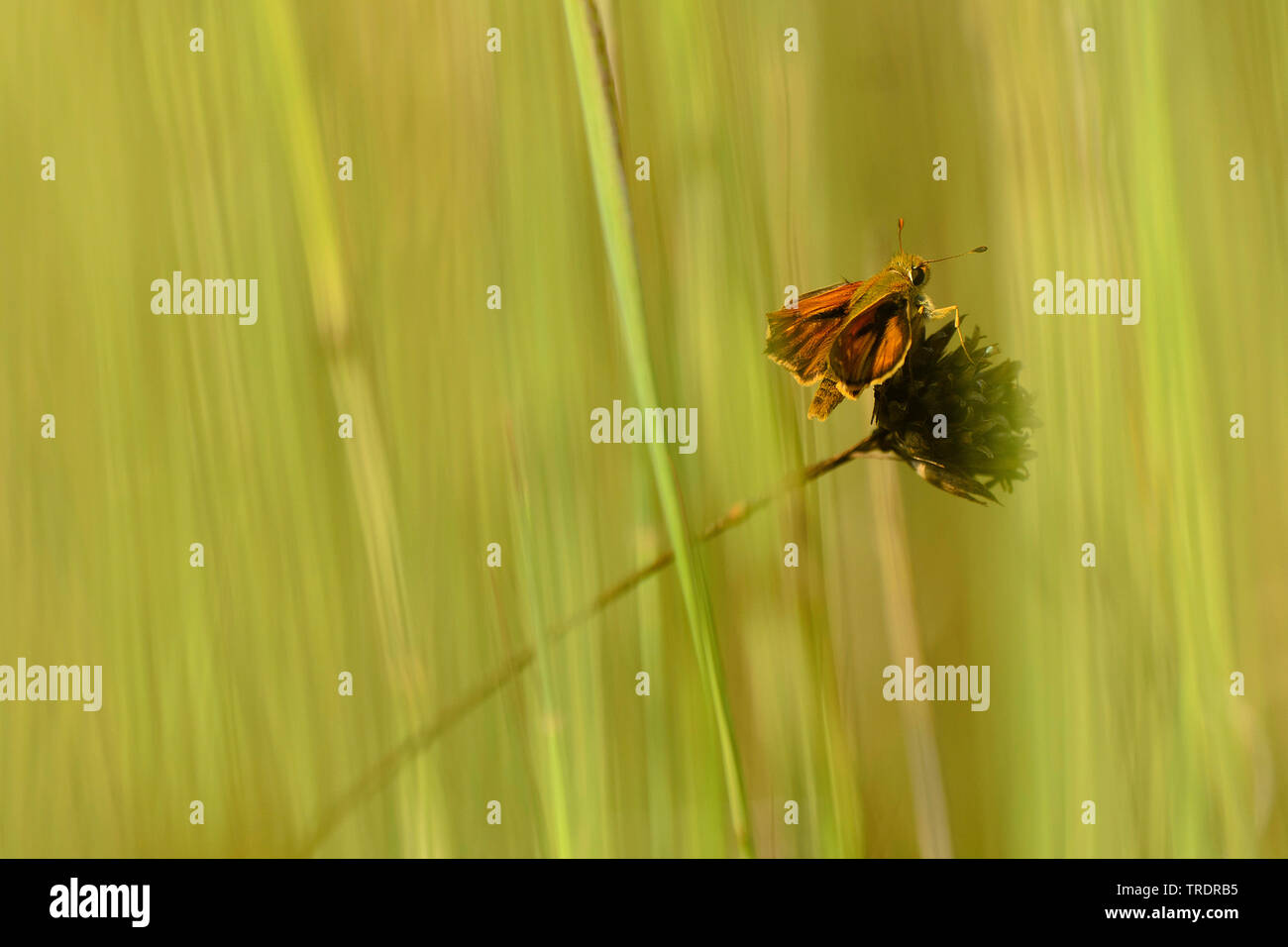 Essex skipper (Thymelicus lineolus, Thymelicus lineola), sitting at a ...
