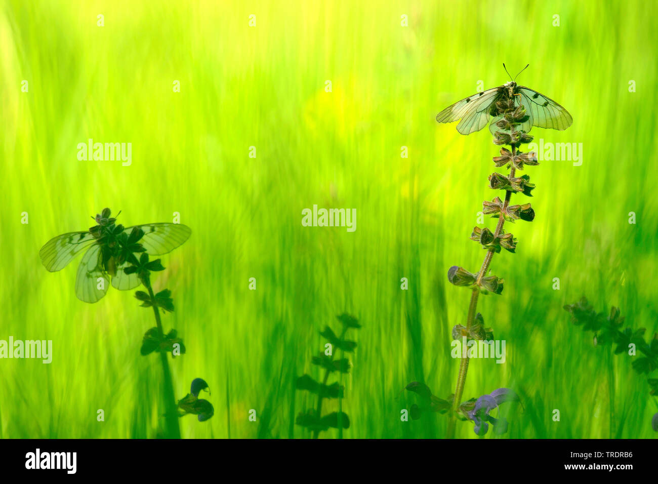 Clouded apollos hi-res stock photography and images - Alamy