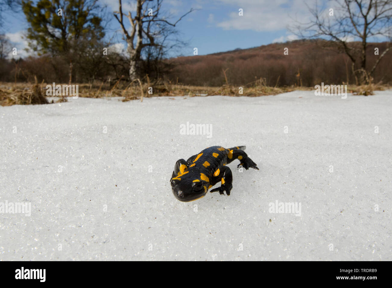 European fire salamander (Salamandra salamandra), walking on a snow ...