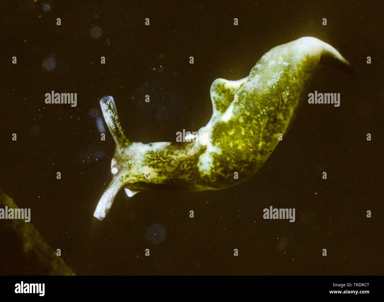 green velvet snail, green elysia, sap-sucking slug (Elysia viridis ...