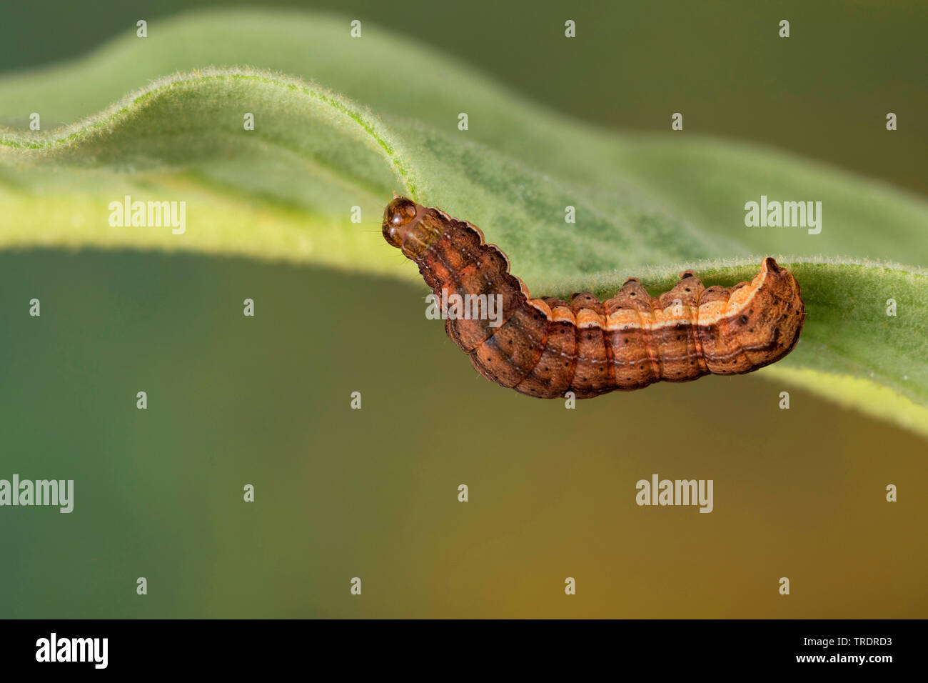 Flame Shoulder, Flame shouldered dart (Ochropleura plecta, Rhyacia ...