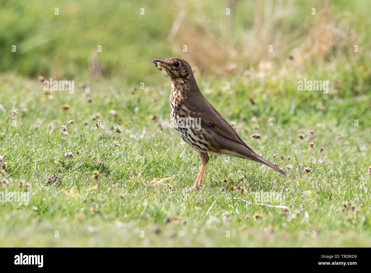 Song thrush chicks hi-res stock photography and images - Alamy