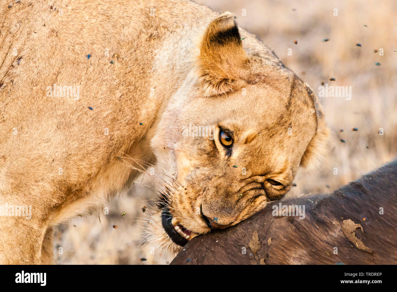 lion (Panthera leo), lioness feeding on African Buffalo carcass, South ...