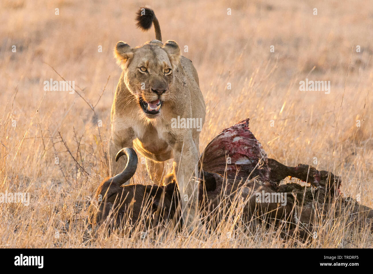 lion (Panthera leo), lioness feeding on African Buffalo carcass, South ...