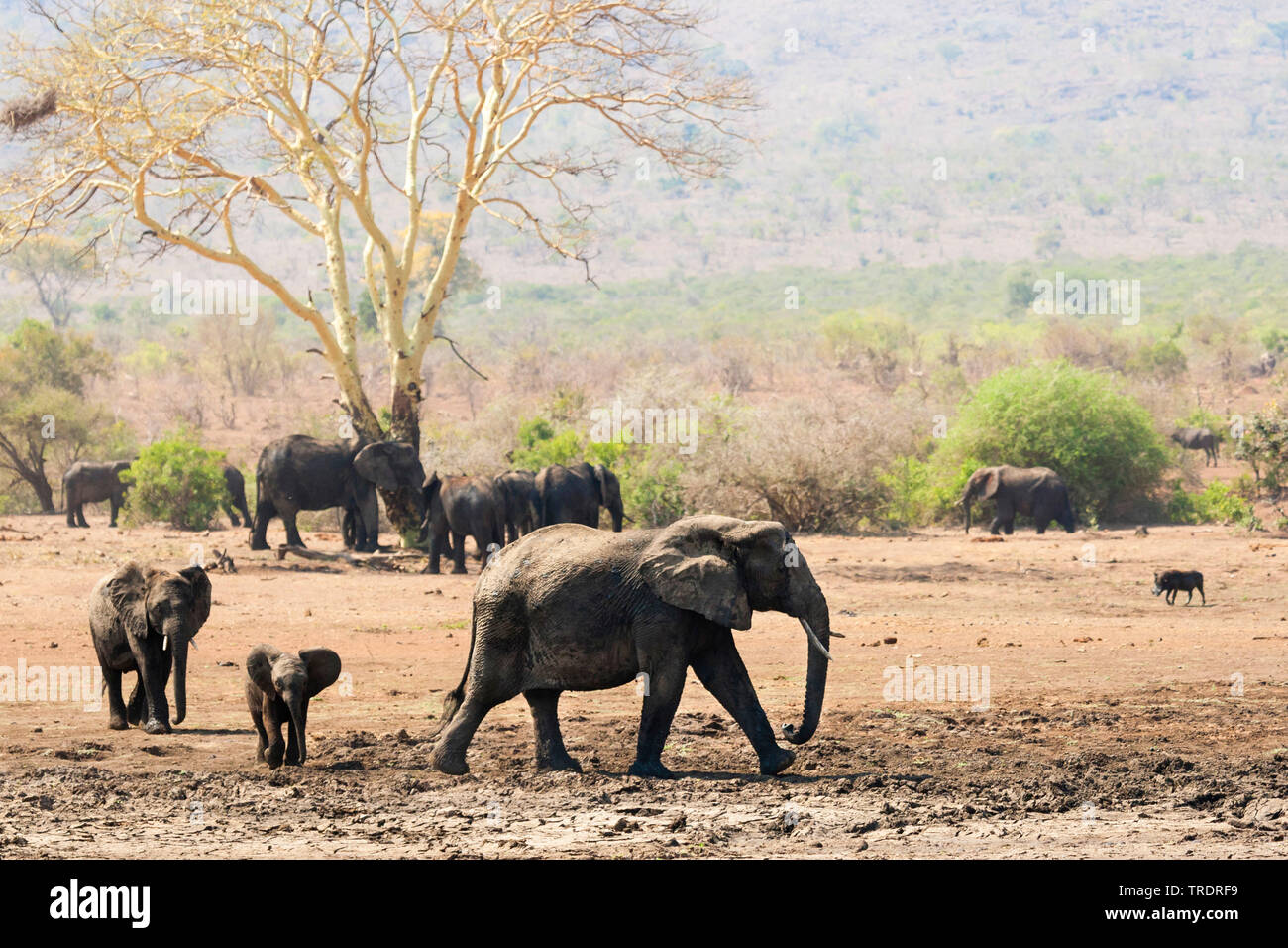 Elephants walking hi-res stock photography and images - Alamy