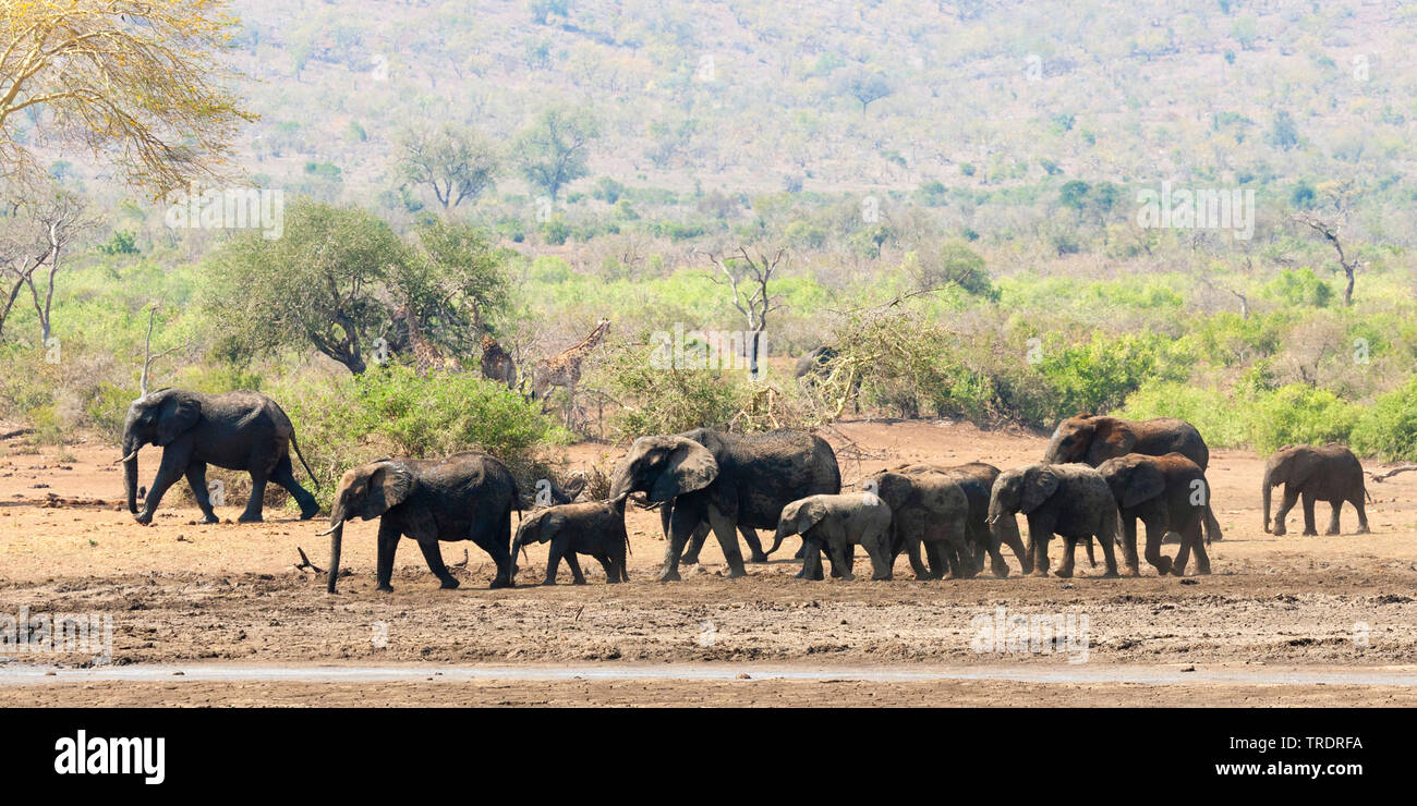 Savanna africa elephants hi-res stock photography and images - Alamy