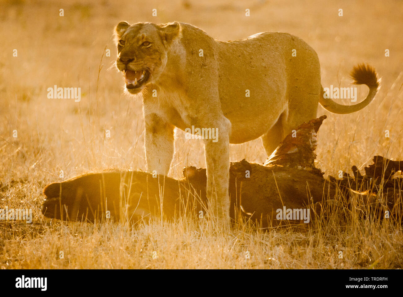 lion (Panthera leo), lioness feeding on African Buffalo carcass, South ...