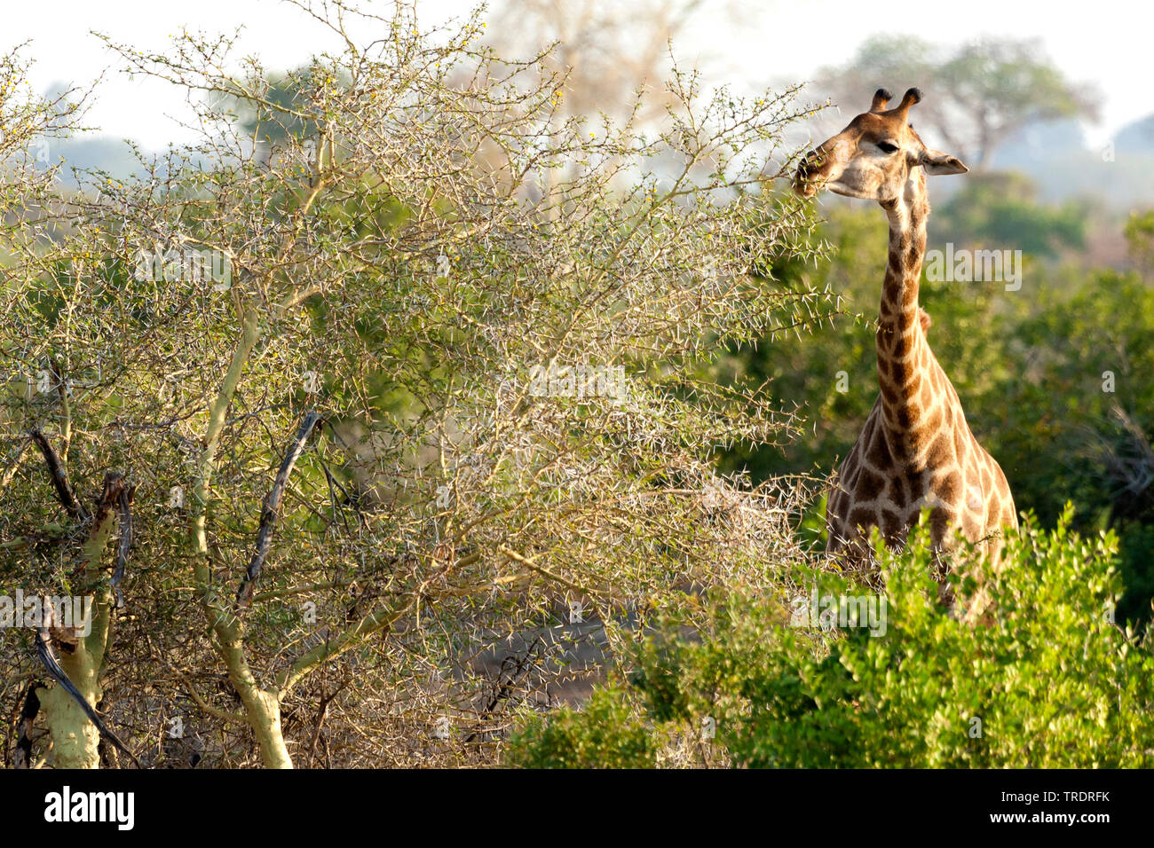 Cape giraffe eating leaves from tree hi-res stock photography and ...