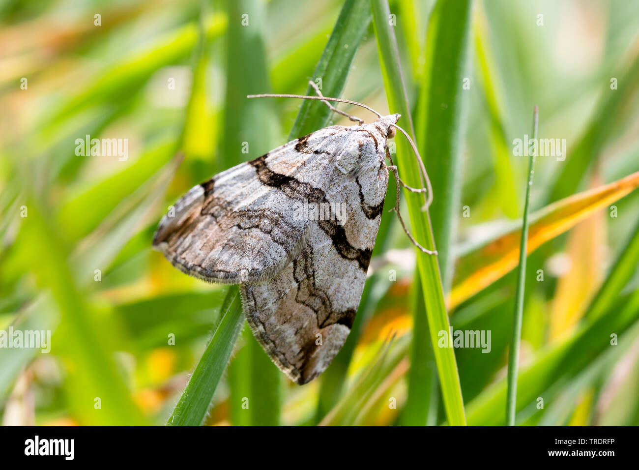 Treble-bar - Aplocera plagiata Stock Photo - Alamy