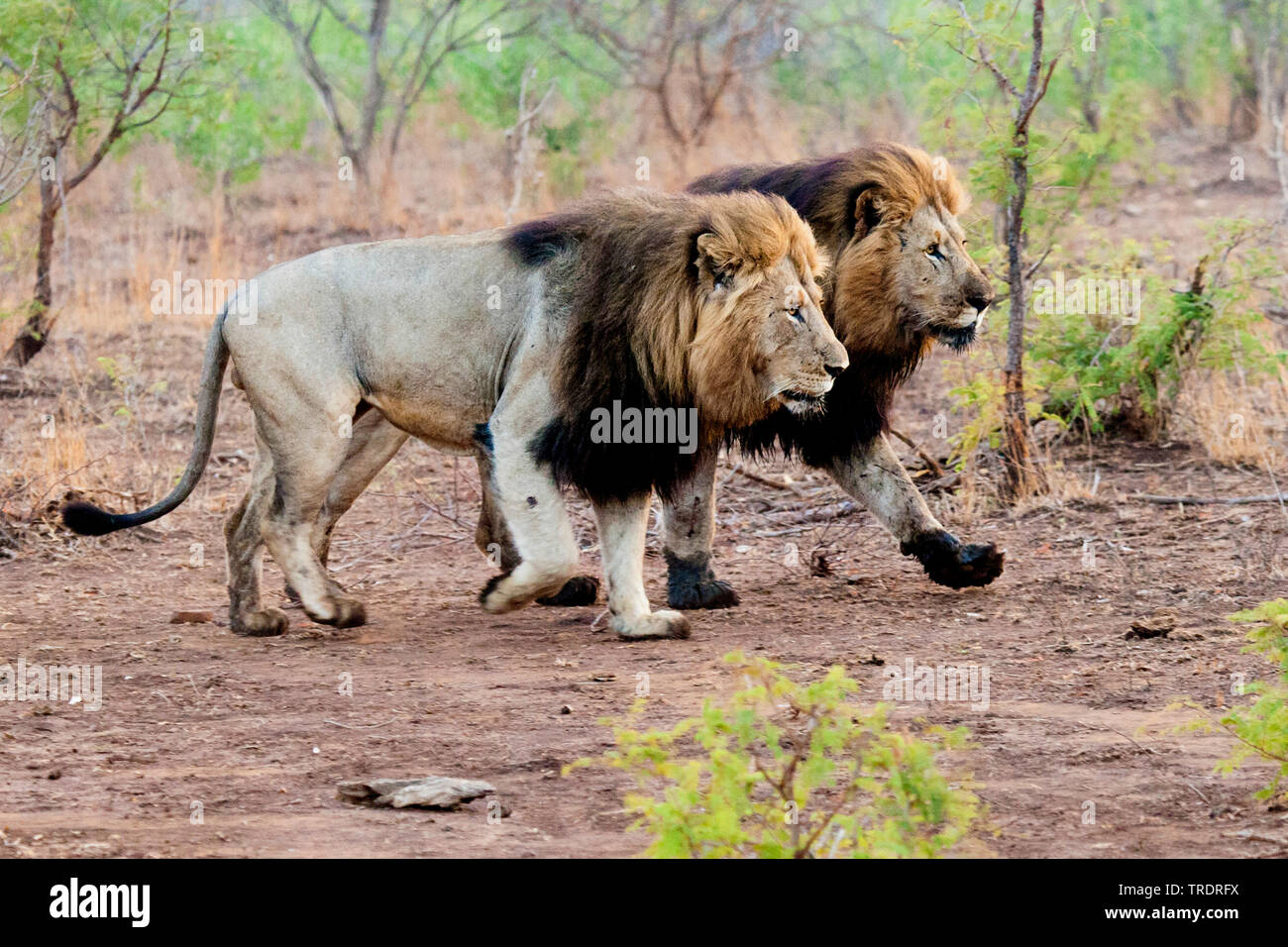 Brother lions hi-res stock photography and images - Alamy