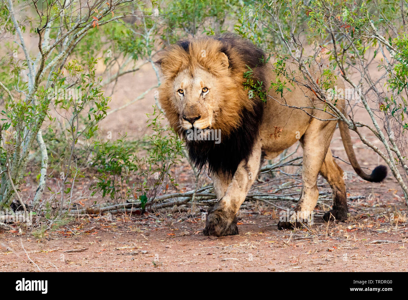Lion side view hi-res stock photography and images - Alamy