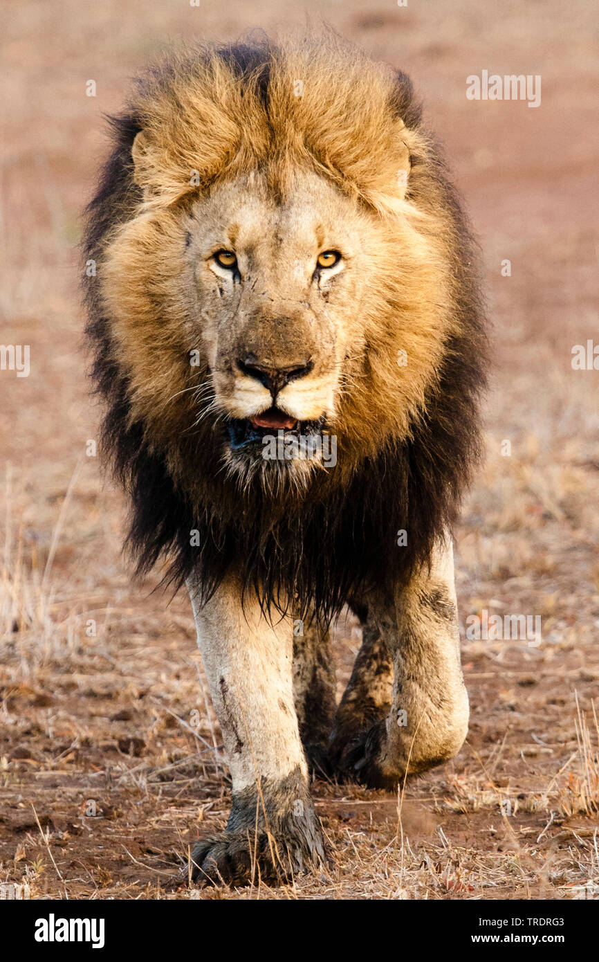 lion (Panthera leo), walking male lion, front view, South Africa, Mpumalanga, Kruger National ...