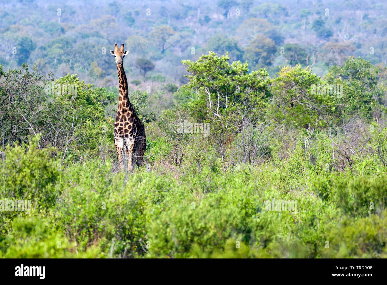 Cape giraffe (Giraffa camelopardalis giraffa, Giraffa giraffa ...