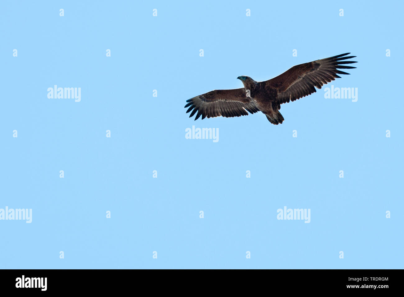 Bateleur, Bateleur eagle (Terathopius ecaudatus), in flight in the blue ...