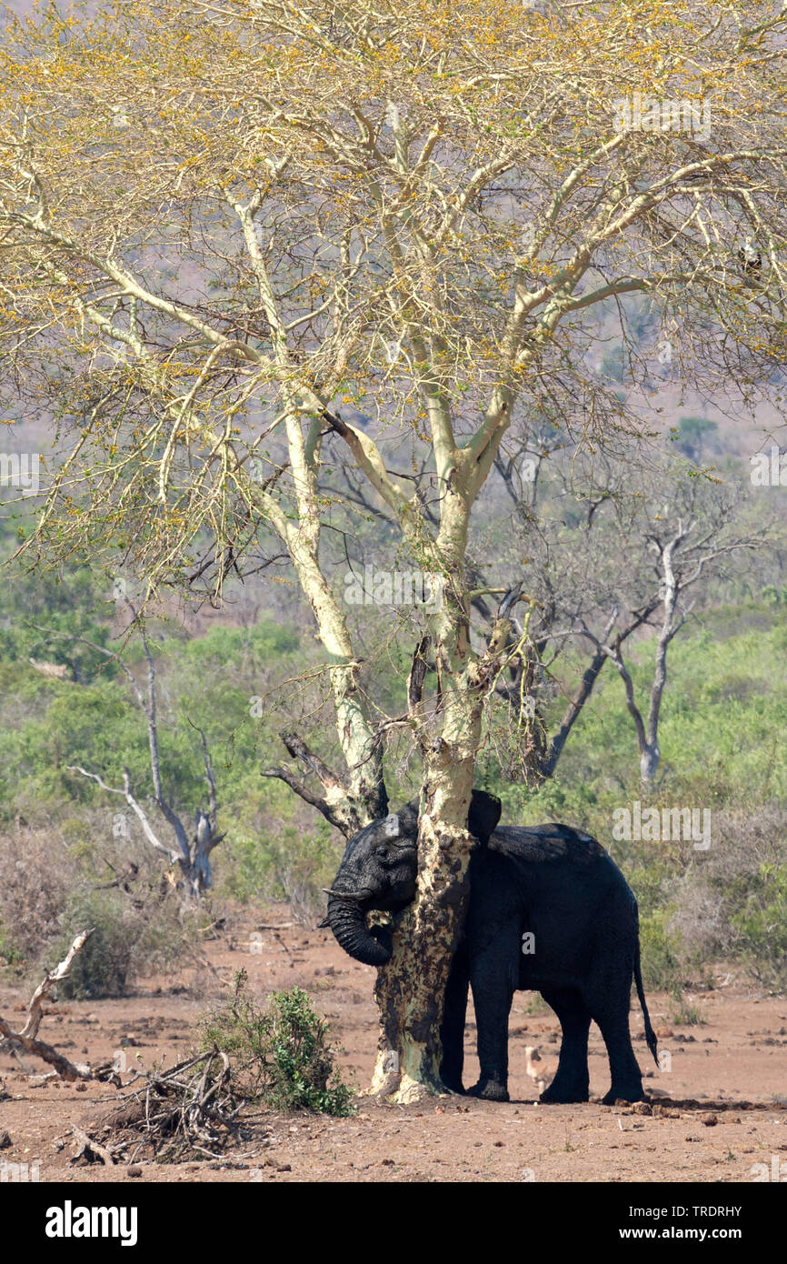 Elephant rubbing tree hi-res stock photography and images - Alamy