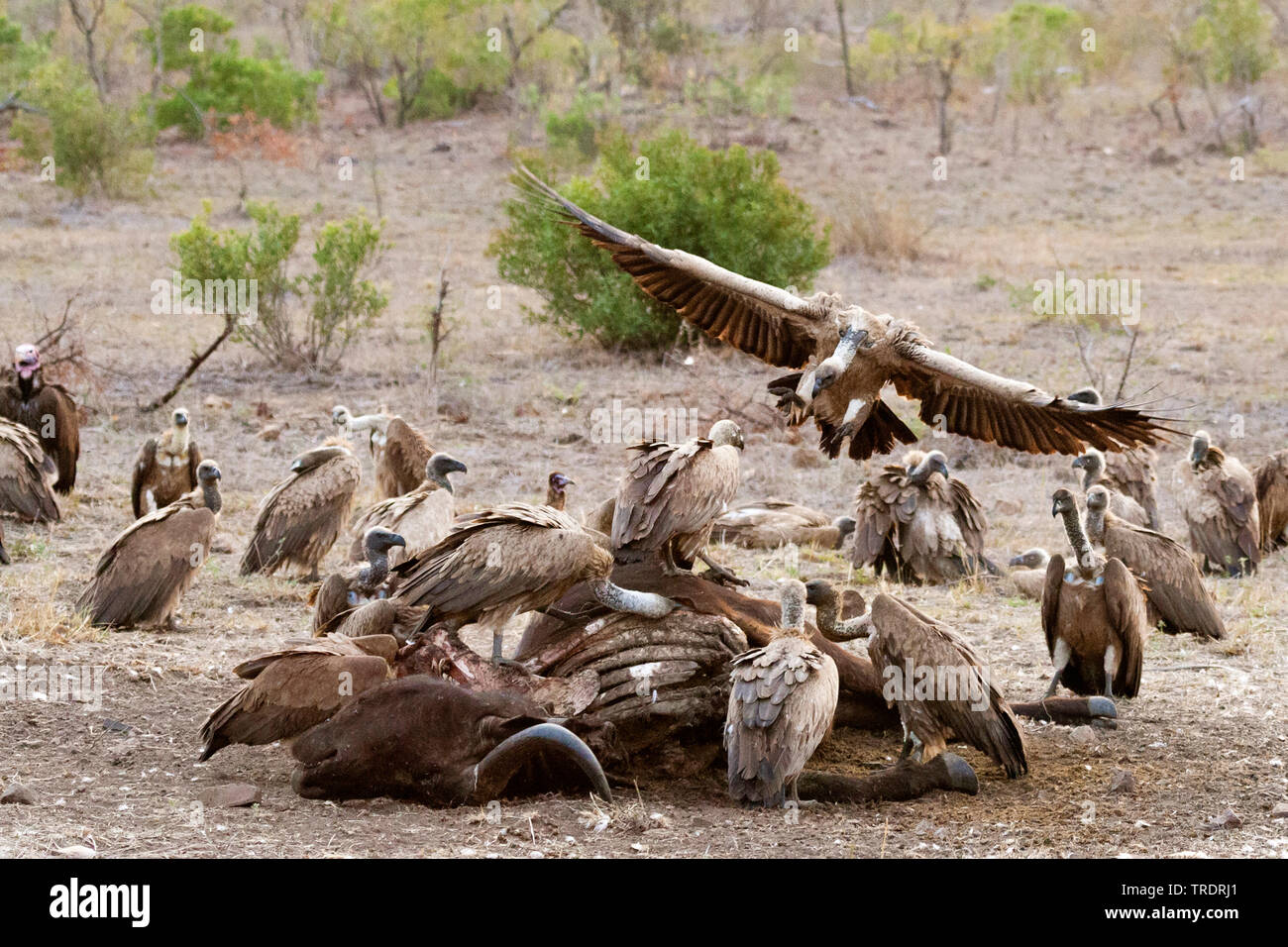 African white-backed vulture (Gyps africanus), flock feeding at an ...