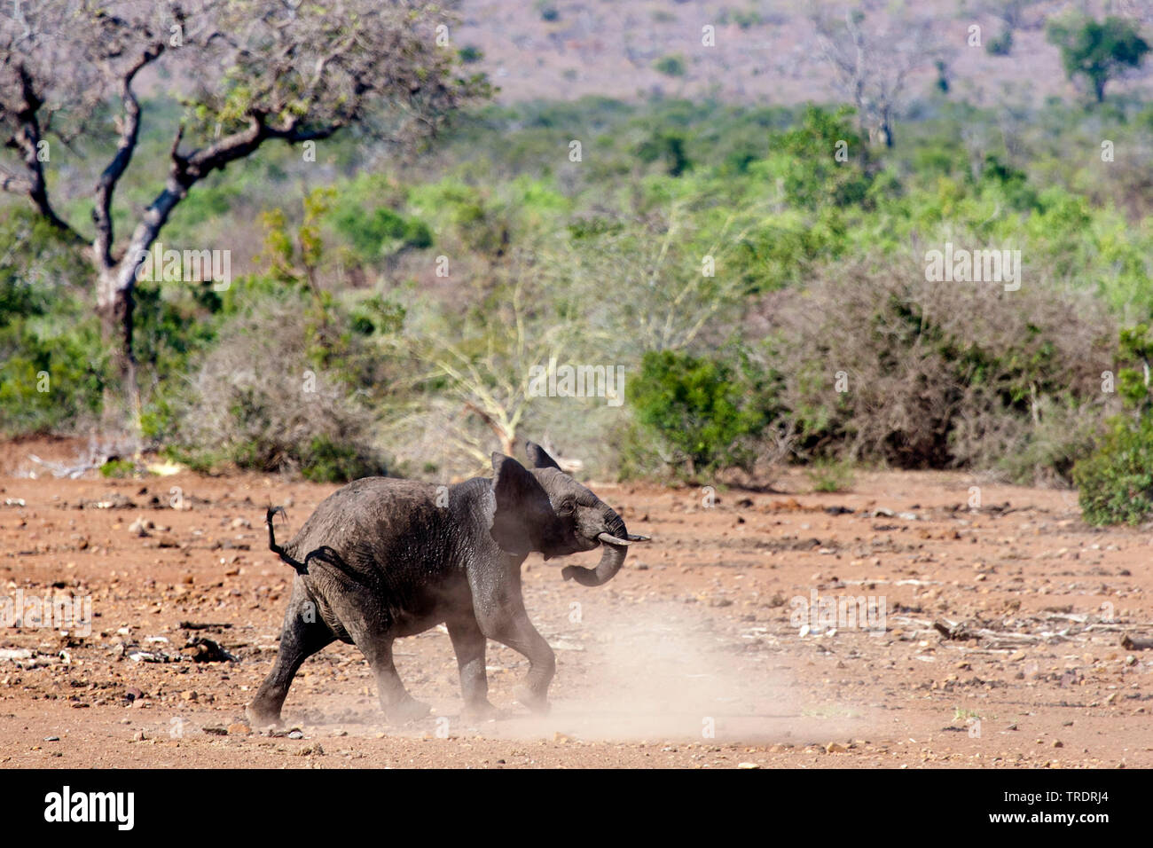 African elephant (Loxodonta africana), running elephant calf, side view ...