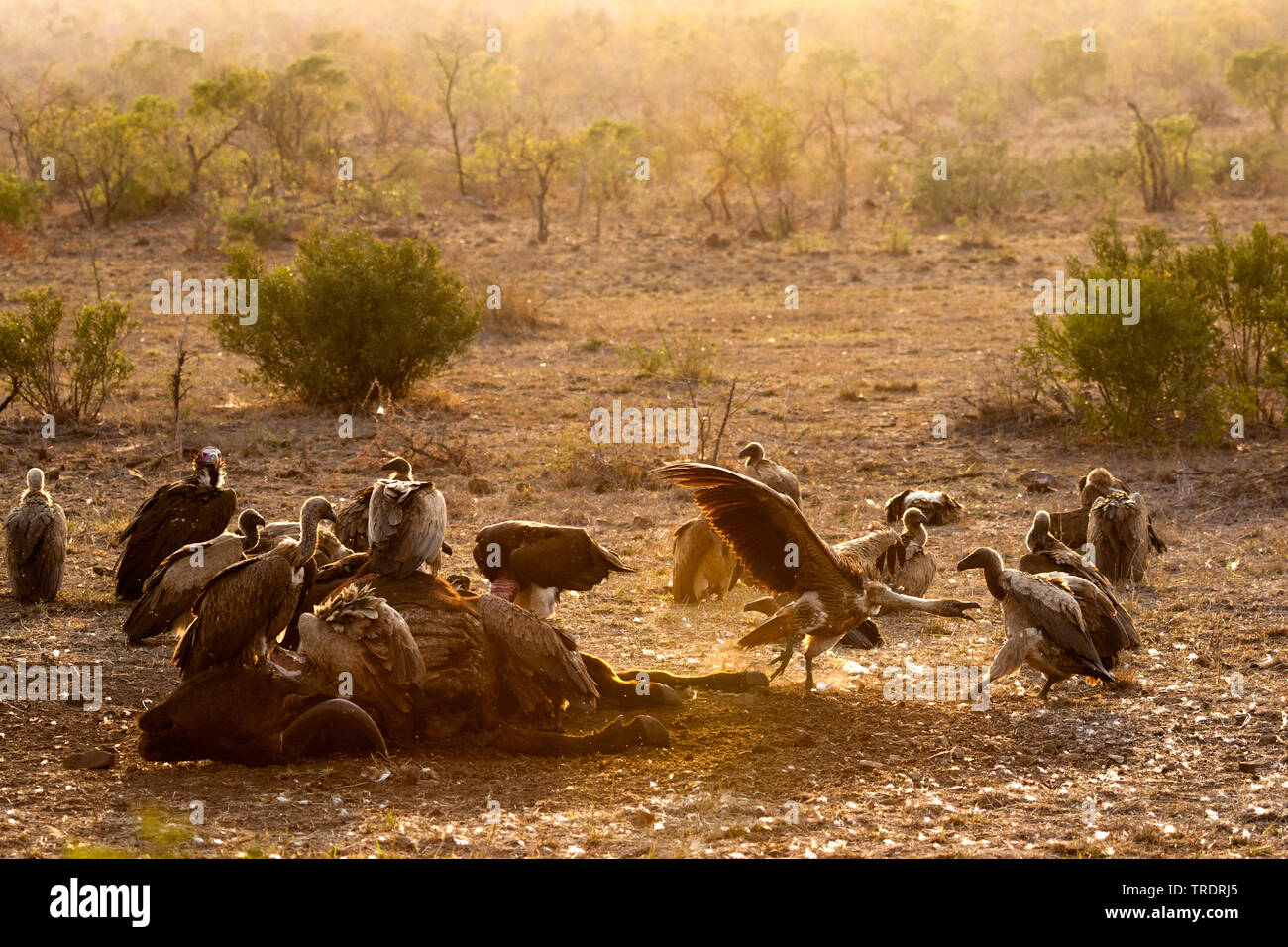 African white-backed vulture (Gyps africanus), flock feeding at an ...