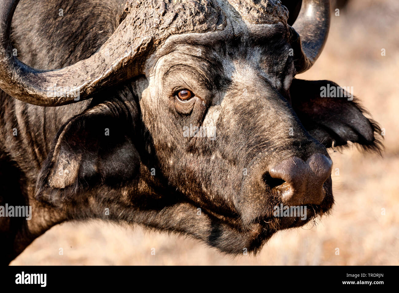 African buffalo (Syncerus caffer), portrait, side view, South Africa ...