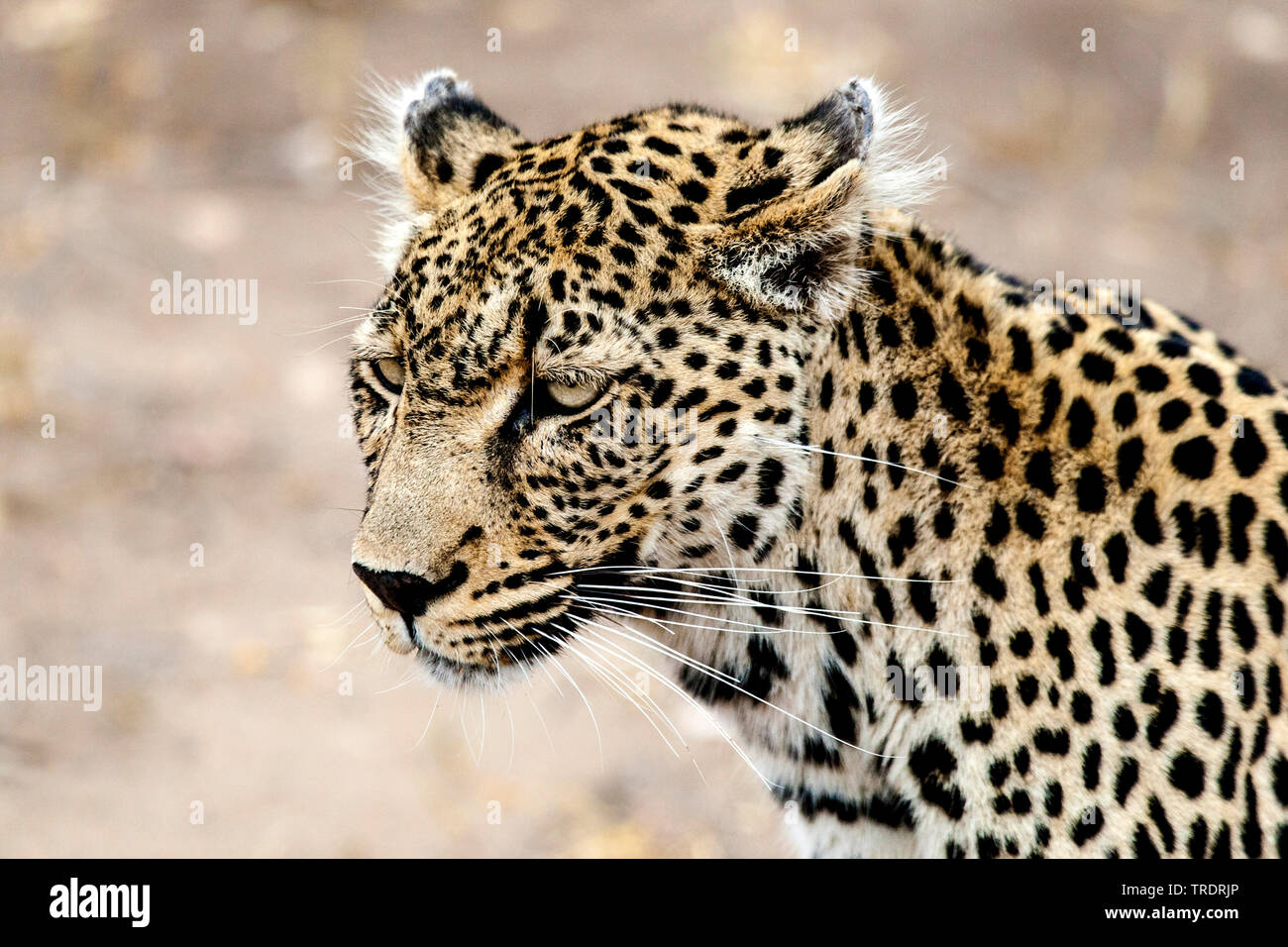 leopard (Panthera pardus), portrait, side view, South Africa ...